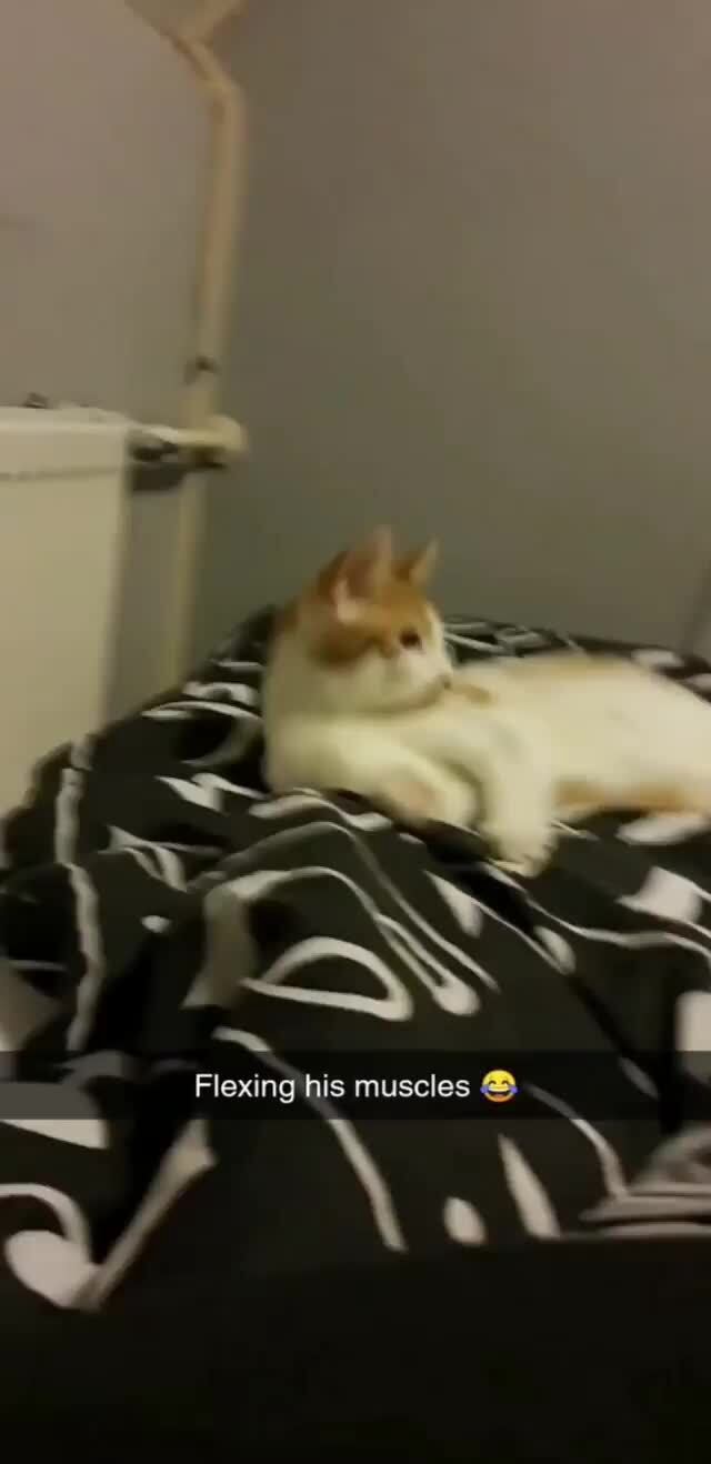 My cat just casually flexing his muscles - Flexing his muscles - iFunny