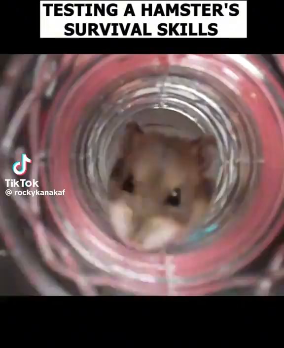 TESTING A HAMSTER'S SURVIVAL SKILLS Tik Tok rockykanakal - iFunny