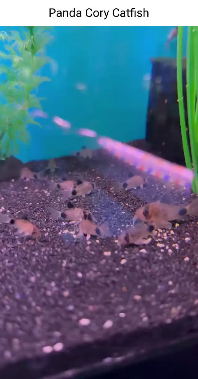 Panda Cory Catfish tod I - iFunny