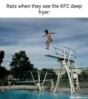 Rats when they see the KFC deep fryer: - iFunny