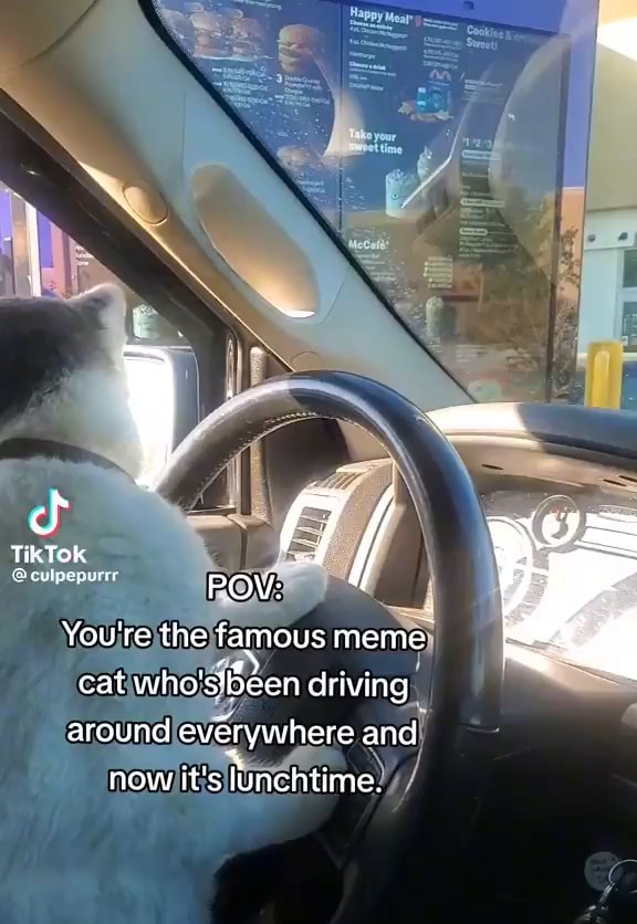 TikTok POW You're the famous meme cat been driving around evrywhere and ...