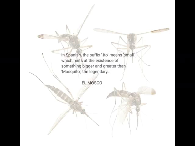 In Spanish, the suffix "ito means 'small which hints at the exi nce of ...