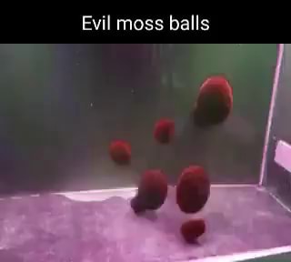 Evil moss balls - iFunny