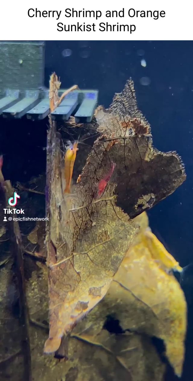 Cherry Shrimp and Orange Sunkist Shrimp TikTok epicfishnetwork - iFunny