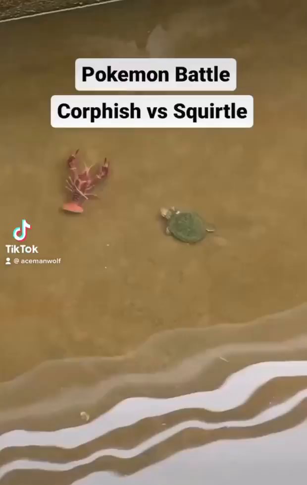 Pokemon Battle Corphish vs Squirtle TikTok @acemanwolf - iFunny