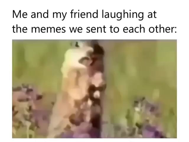 Me and my friend laughing at the memes we sent to each other: - iFunny