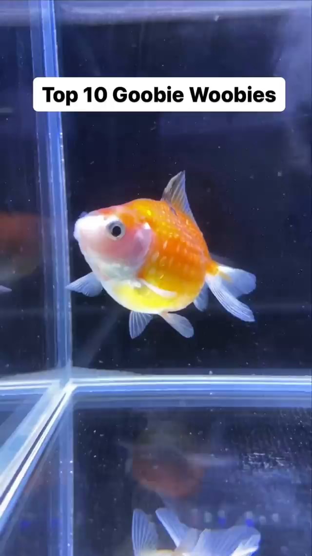 Top 10 Goobie Woobies - iFunny