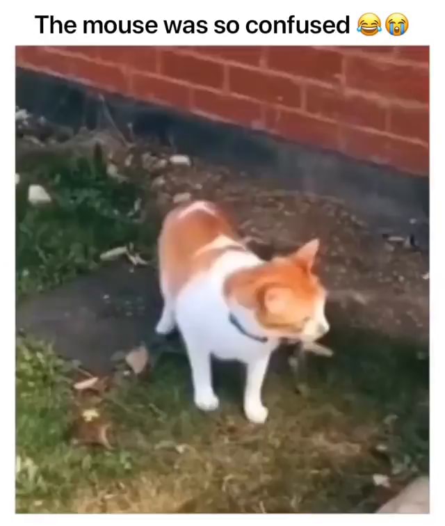 The mouse was so confused - iFunny