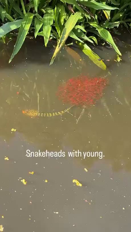 Snakehead fish, with its young - Snakehead fish, with its young ...