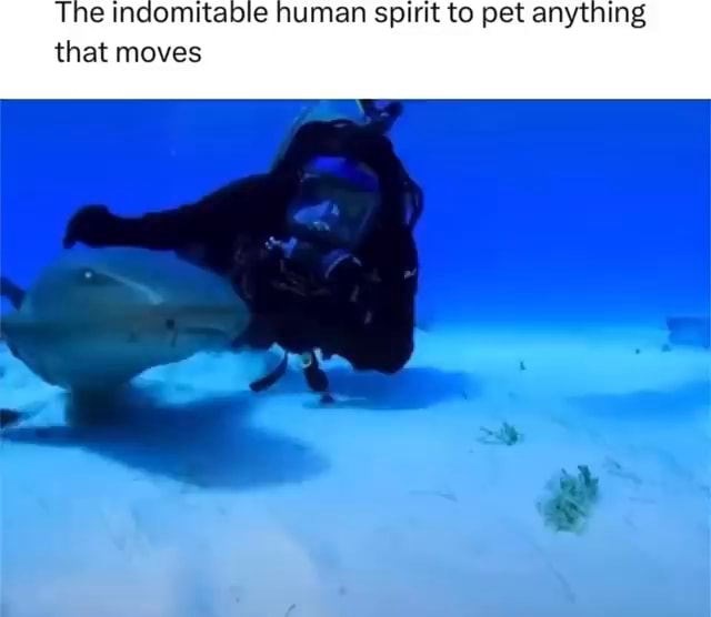 The indomitable human spirit to pet anything that moves - iFunny