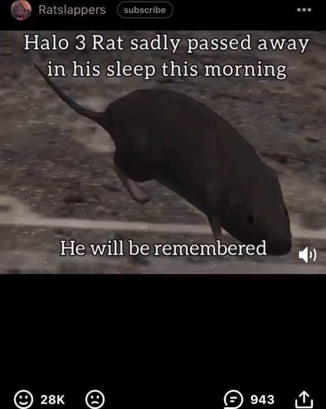 Ratslappers (subscribe Halo 3 Rat sadly passed away in his sleep this ...