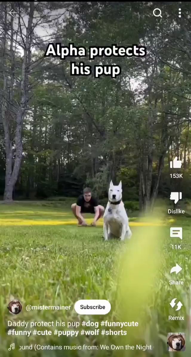Iv @mistermainer Daddy protect his pup #dog #funnycute #funny #cute # ...