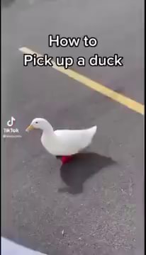 How te Pick up a duck - iFunny