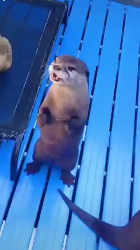 Rescued baby otters being fed #otters #babies #adorable #yay #unmuted ...
