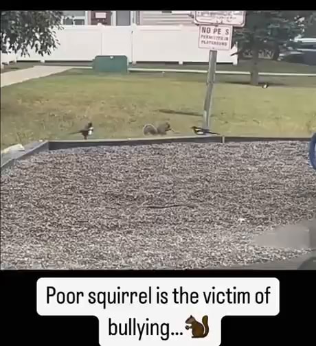 Poor squirrel is the victim of bullying... - iFunny