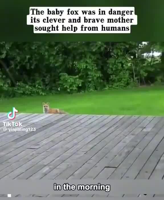 The baby fox was in danger its clever and brave mother sought help from ...