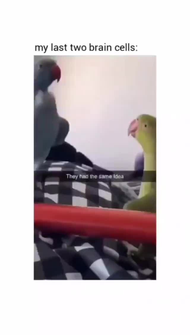 My last two brain cells: - iFunny