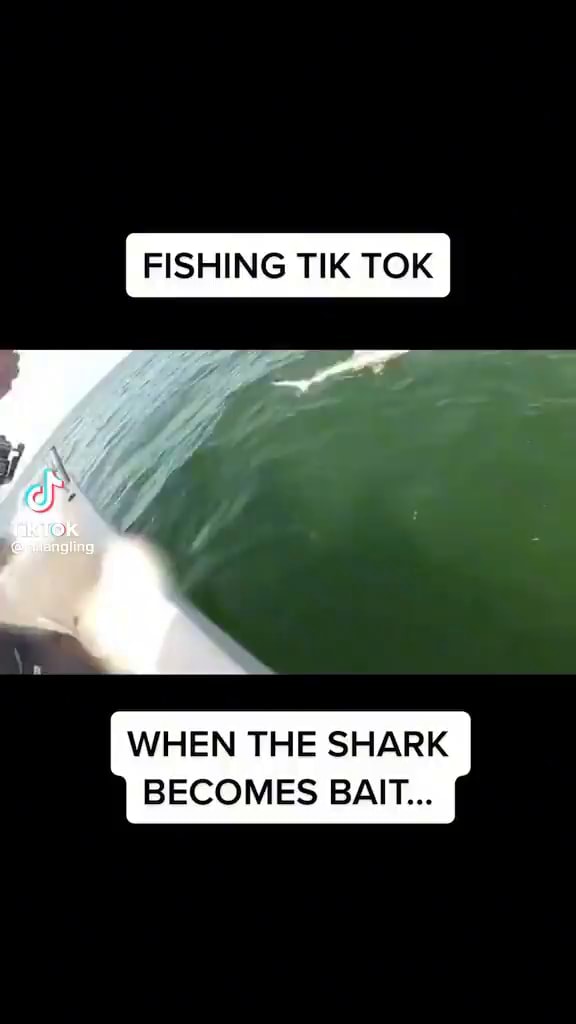 FISHING TIK TOK WHEN THE SHARK BECOMES BAIT... - iFunny
