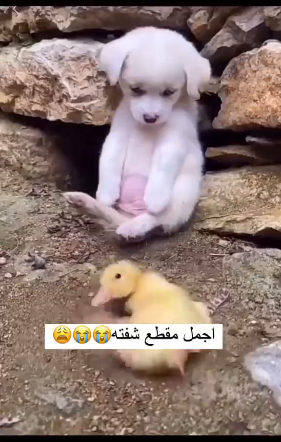 Video memes KOKjsjL5A by pmc_thugner: 1 comment - iFunny