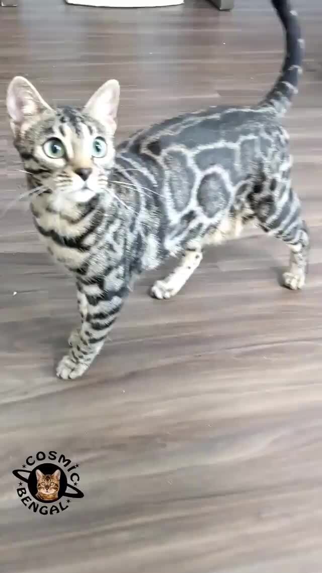 PureBred Cat vs. InBread Cat can you tell the difference - iFunny