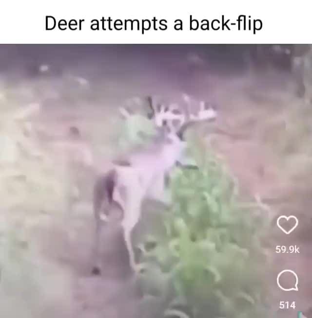 Deer attempts back-flip - iFunny