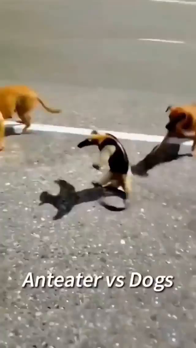 Anteater vs Dogs - iFunny