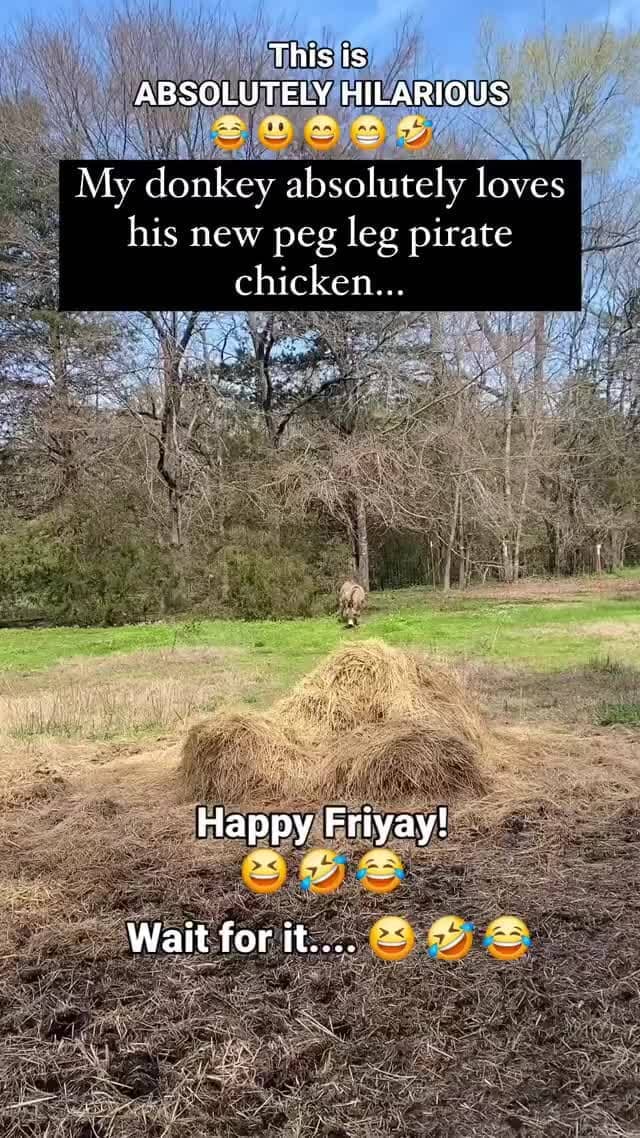 This is ABSOLUTELY HILARIOUS My donkey absolutely loves his new peg leg ...