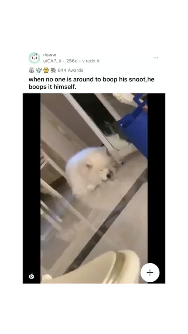 When no one is around to boop his snoot, he boops it himself. - iFunny