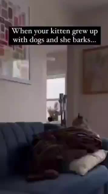 'When your kitten grew up with dogs and she barks... - iFunny