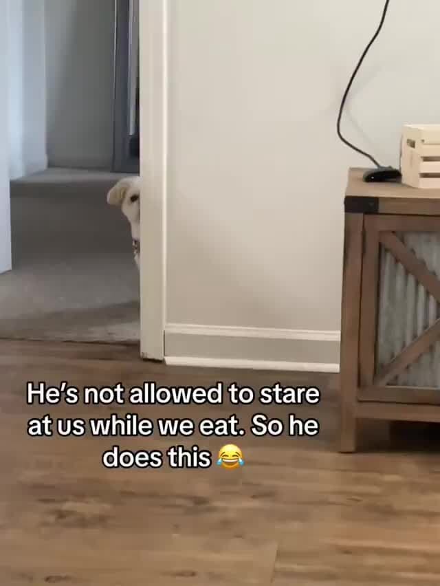 He's not allowed to stare at us while we eat. So he does this - iFunny