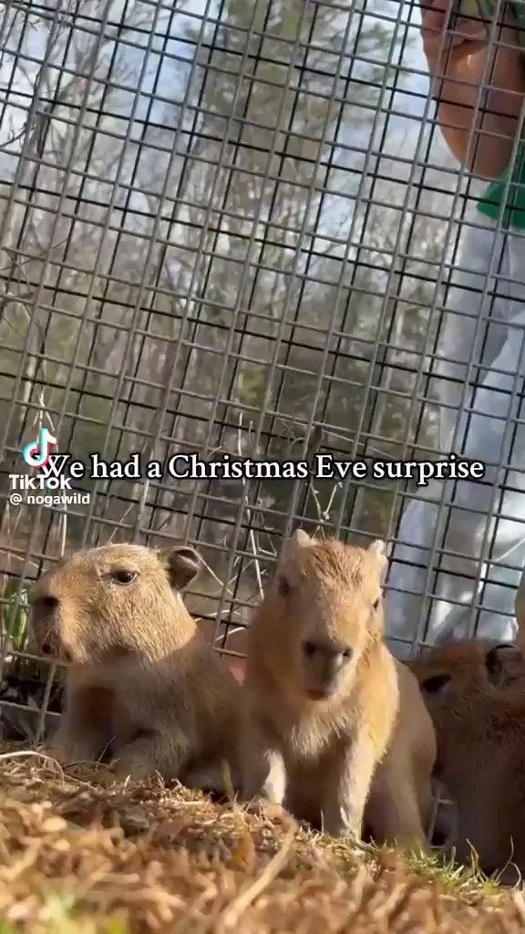 Le =I ad a Christmas Eve'surprisenyg - iFunny