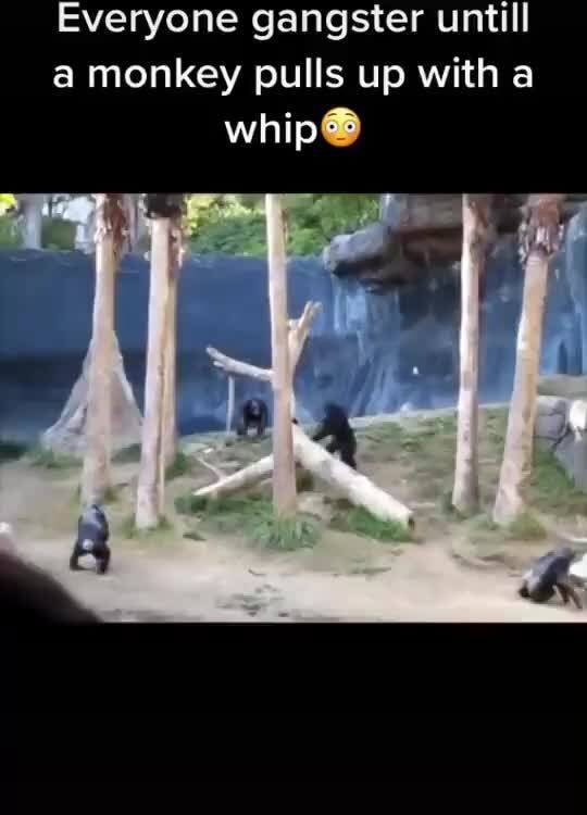 Everyone gangster untill a monkey pulls up with a whip® - iFunny