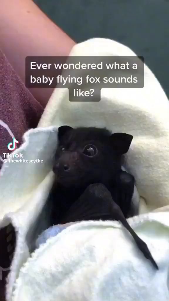 Ever wondered what a baby flying fox sounds like? Tik - iFunny
