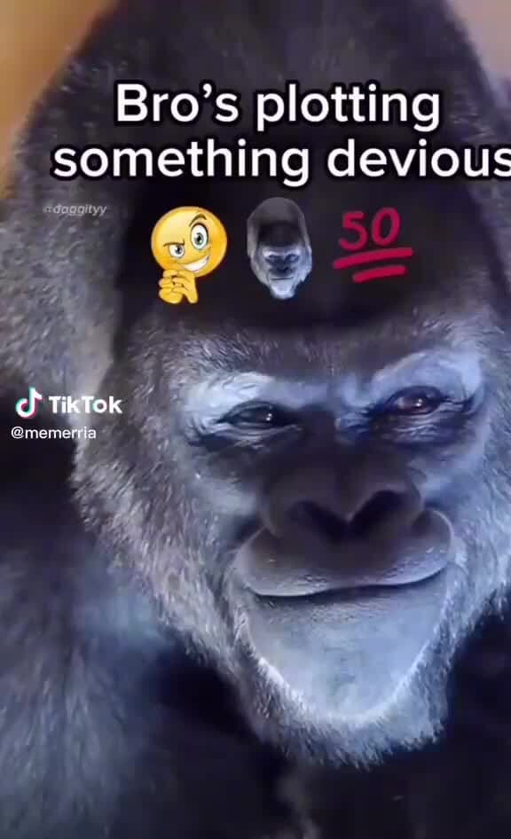 Bro's plotting Something devious TikTok - )