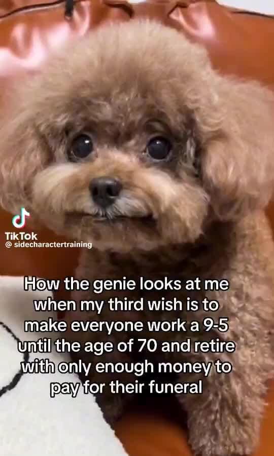 Cf Tik Tow sinechacactern ainng How the genie looks at me when my third ...