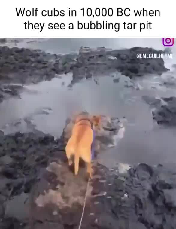 Wolf cubs in 10,000 BC when they see a bubbling tar pit - iFunny