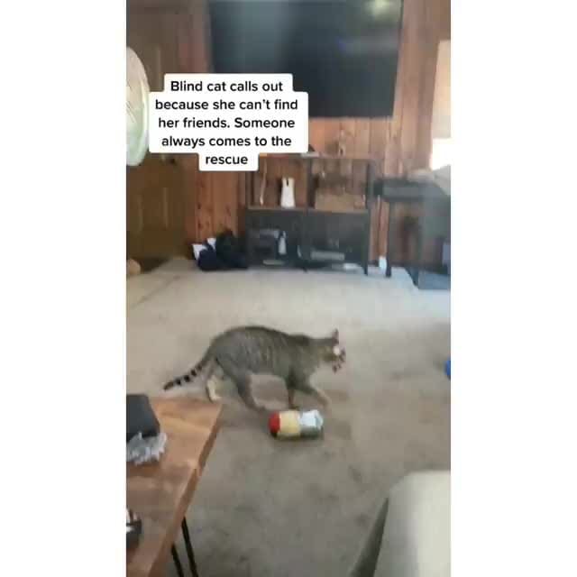 Blind cat calls out because she can't find her friends. Someone always ...