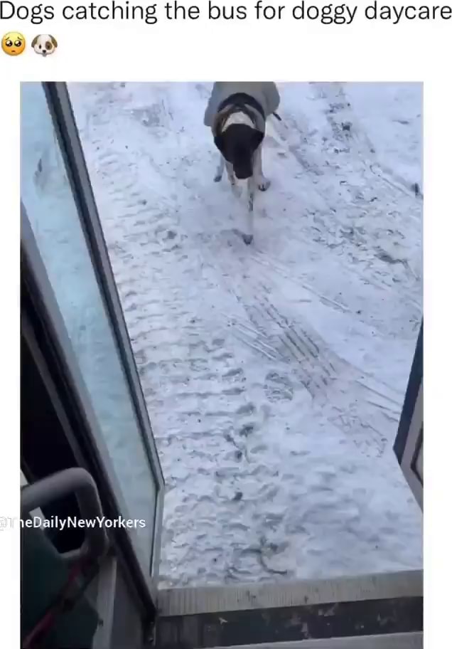 Dogs catching the bus for doggy daycare ye eDailyNewYorke - iFunny