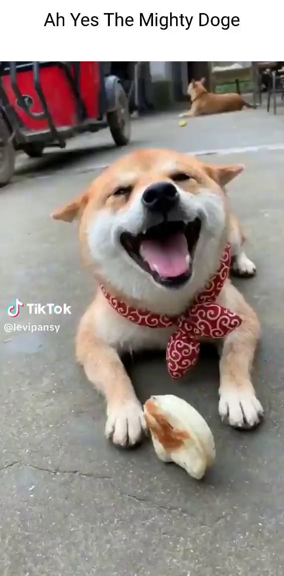 Ah Yes The Mighty Doge ch TikTok I mlewipansy - iFunny