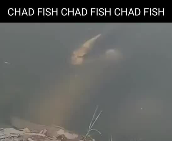 CHAD FISH CHAD FISH CHAD FISH - iFunny