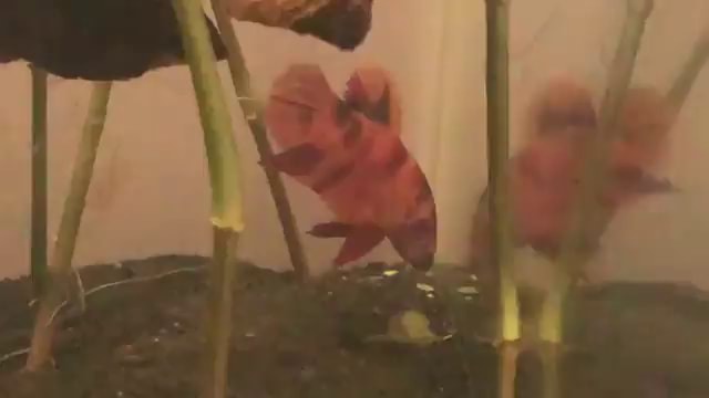 Todoroki, the koi betta with 2 different colored eyes - iFunny