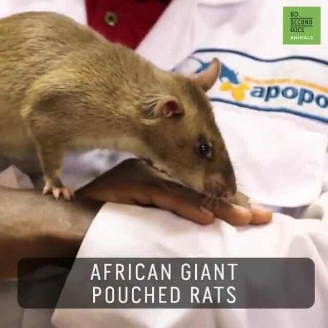 APOPO trains HeroRATs to save lives, by using their exceptional sense ...