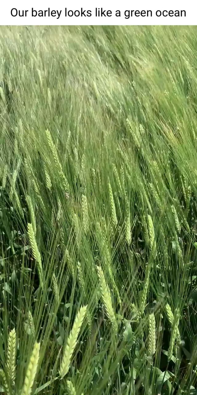 Our barley looks like a green ocean - iFunny
