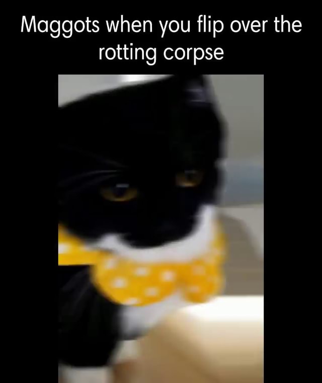 Maggots when you flip over the rotting corpse - iFunny