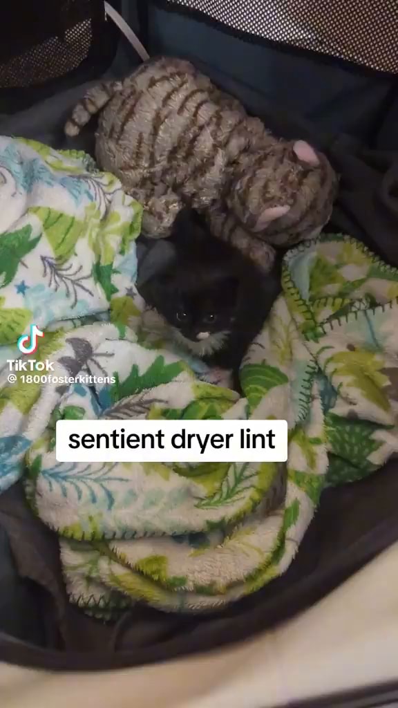 Sentient dryer lint - iFunny