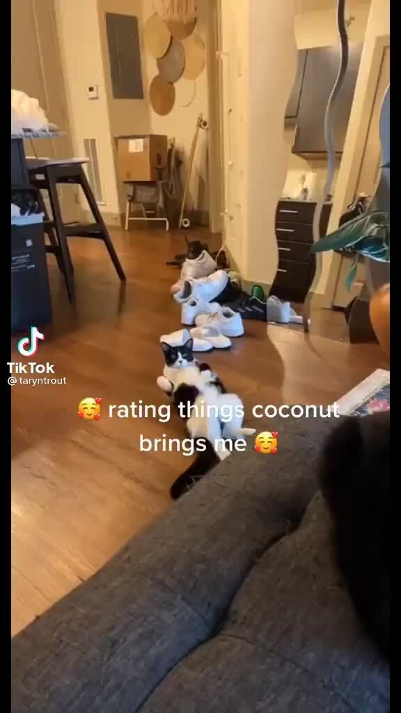Tik Tok rating things coconut "qs me - iFunny