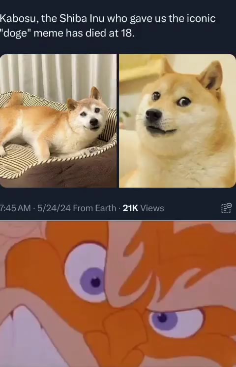 Kabosu, the Shiba Inu who gave us the iconic "doge" meme has died at 18. AM - 24 From Earth ...
