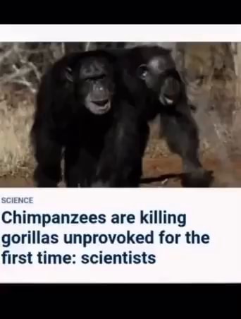 HENCE Chimpanzees are killing gorillas unprovoked for the first time ...