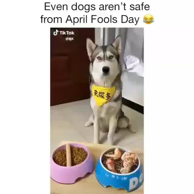 Even dogs aren‘t safe from April Fools Day 53 - iFunny