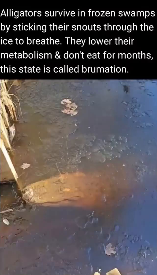 Alligators survive in frozen swamps by sticking their snouts through ...
